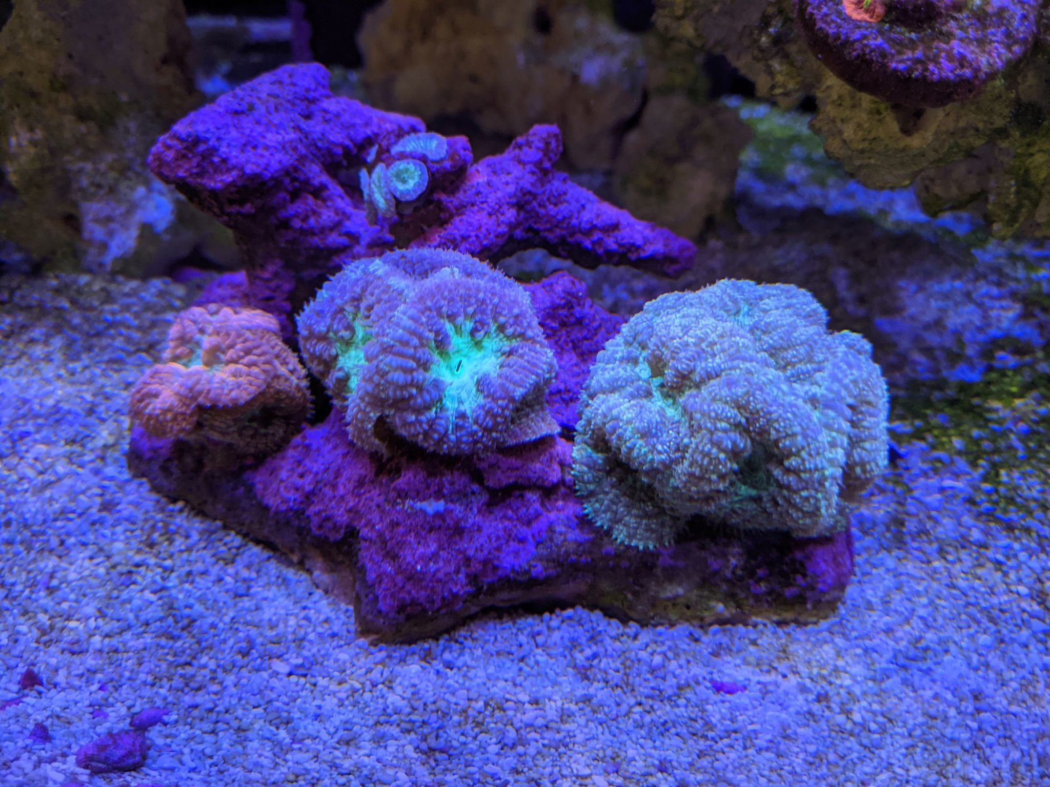 Blastos. – SplashEngineering