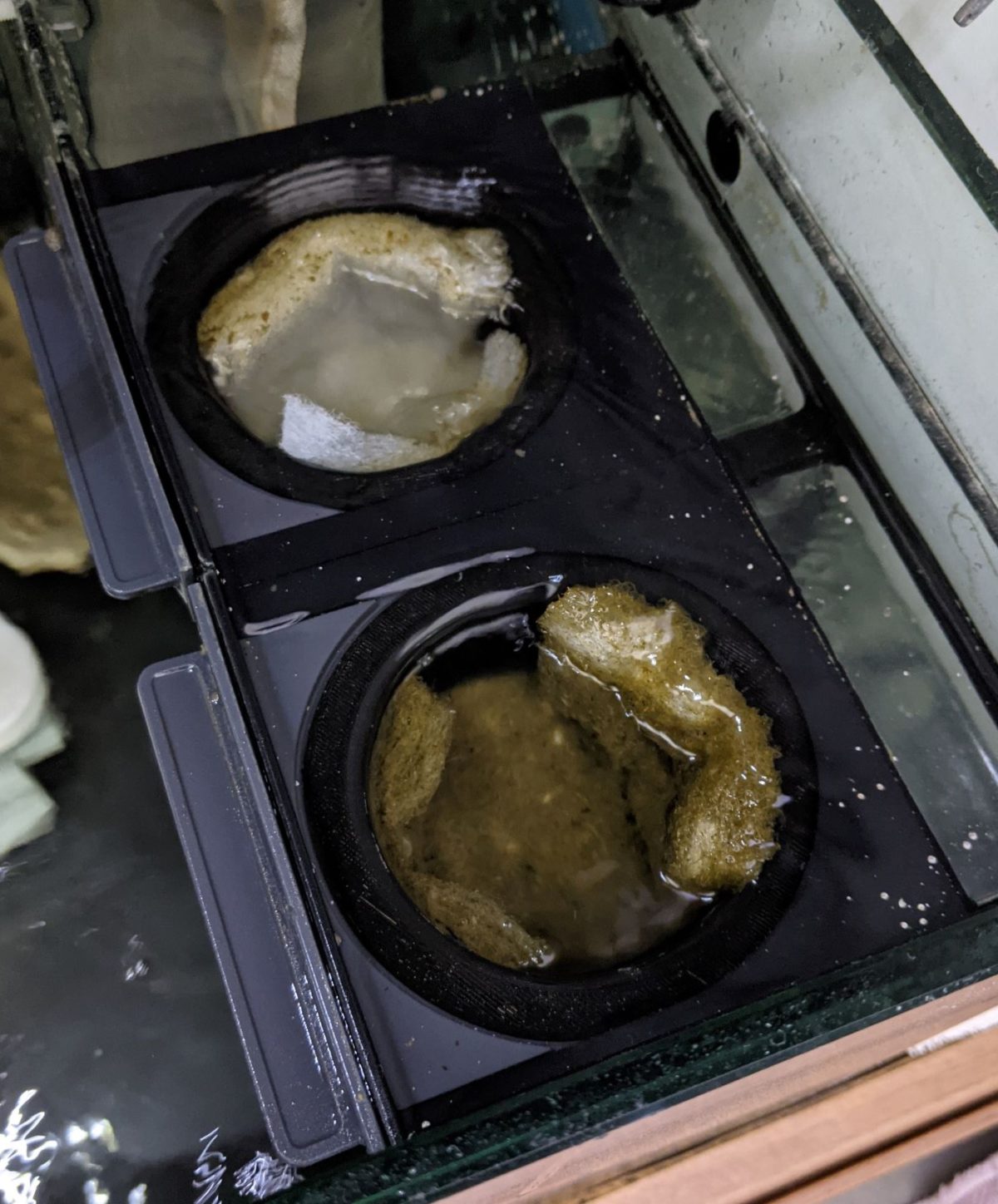 Reef Filter Floss Cup – SplashEngineering